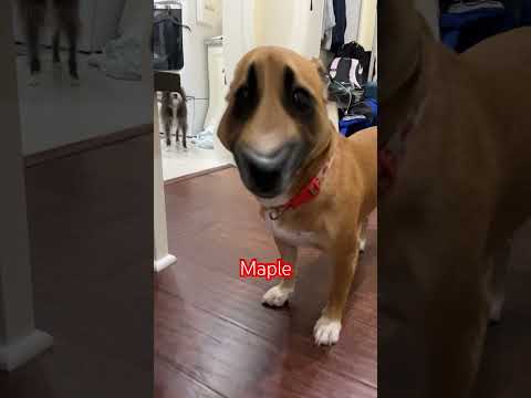 Whatβs your favorite fruit? #funny #dogs