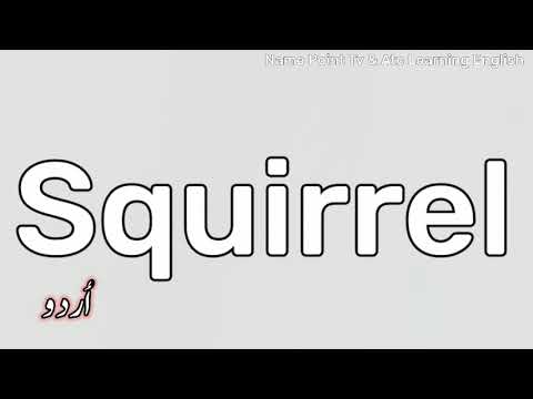 Squirrel Meaning | Squirrel Meaning In Urdu | Squirrel Ka Matlab Kya Hota Hai | Squirrel Ka Meaning