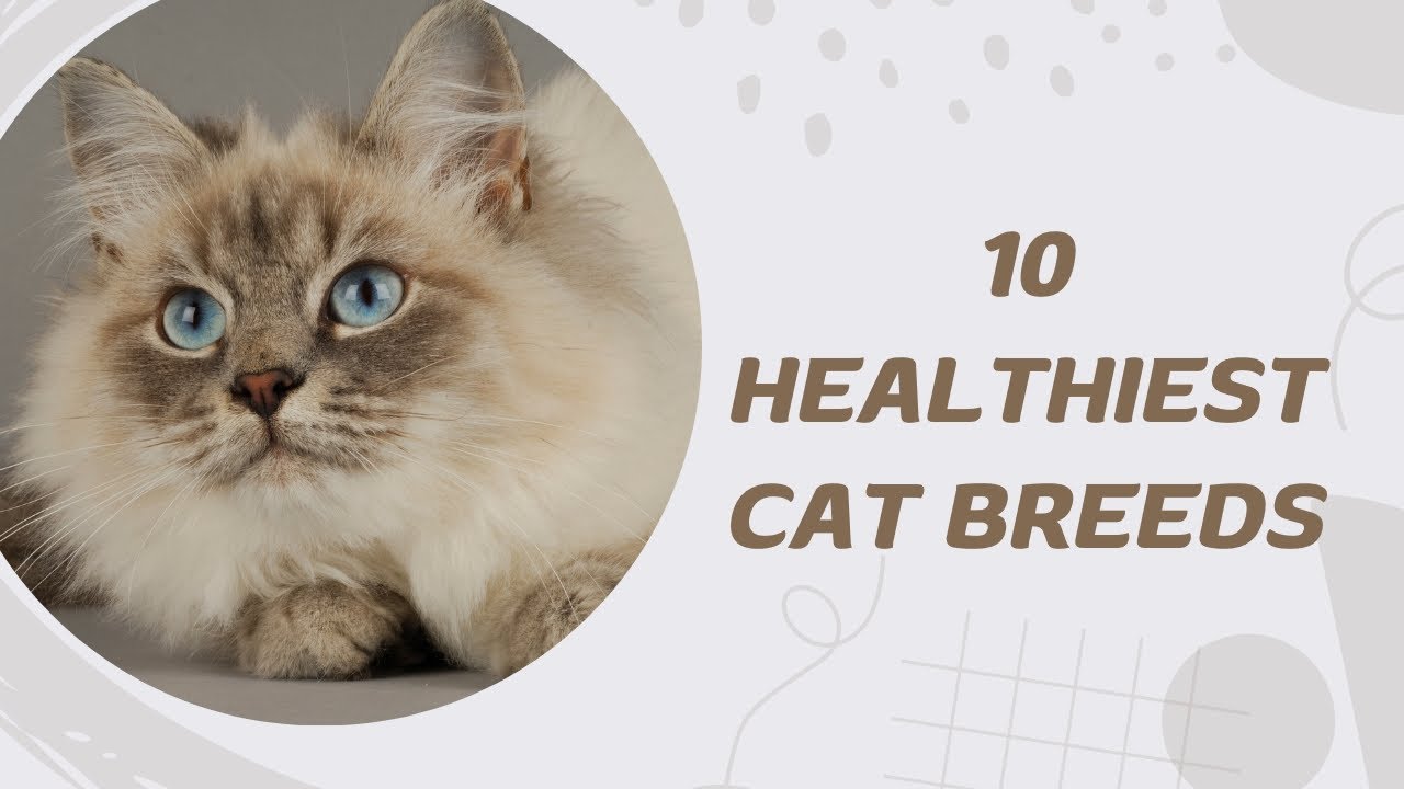 10 Healthiest Cat Breeds