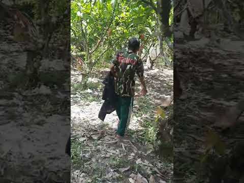 kakao 2 hektar, dikerja sendiri, salut orang tua ini