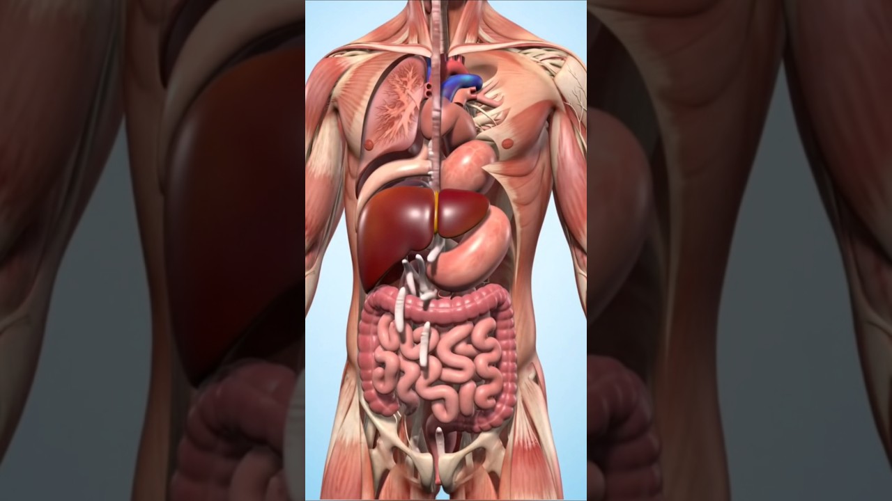 Human  Body  Organs  Explained  in  3D | Realistic  Male Anatomy  Model