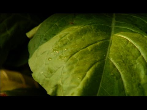 American Leaf - Tobacco's Last Harvest Documentary