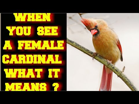 WHEN YOU SEE A FEMALE CARDINAL BIRD WHAT DOES IT MEAN ?