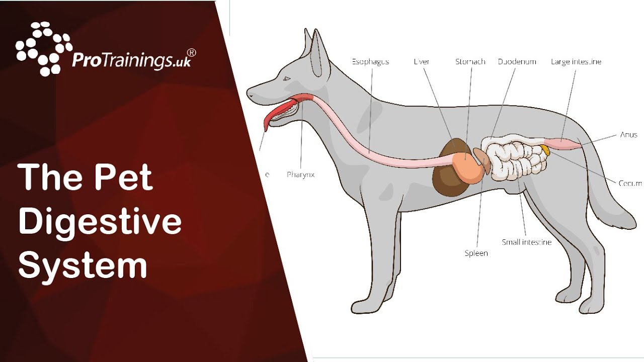 The Pet Digestive System