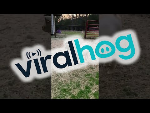 Space Goat Coast to Coast || ViralHog