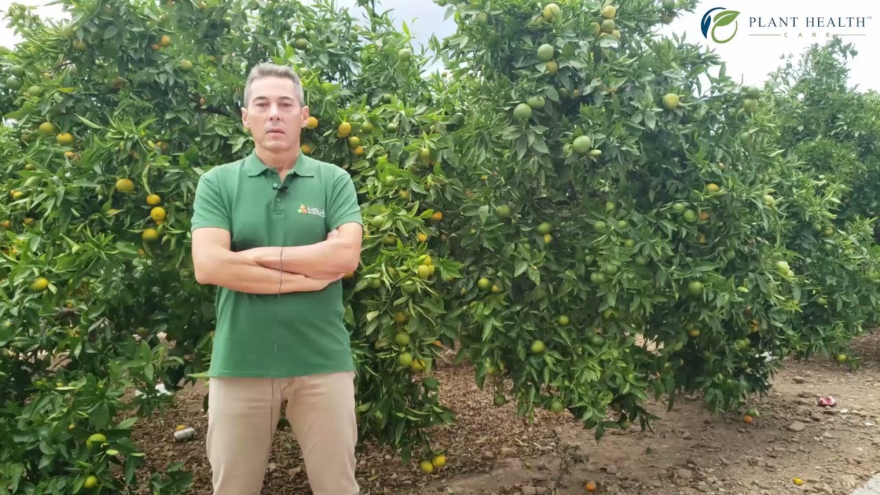 PLANT HEALTH CARE: Meliá Agricultural Services S.L. - ProAct® aa