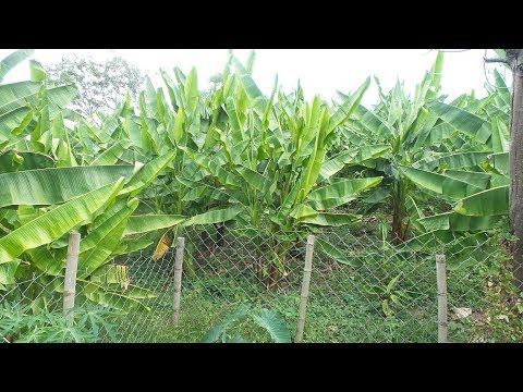 History | Abaca Fiber Industry in the Philippines