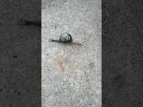 What is the name of this snail, anyone knows?