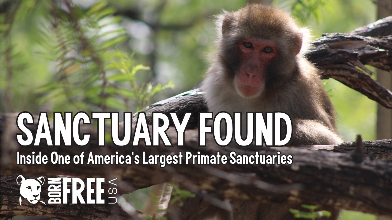 Sanctuary Found: Inside One of America's Largest Primate Sanctuaries