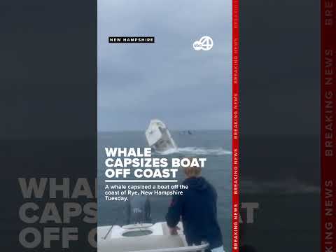 Whale capsizes boat off coast of New Hampshire