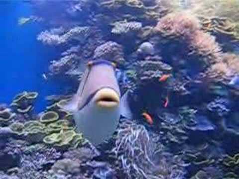 PESCI DEL MAR ROSSO: IL PESCE PICASSO | Egittiamo "Blog sull'Egitto e ...