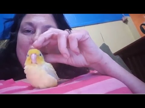 How to Pet a Parrotlet
