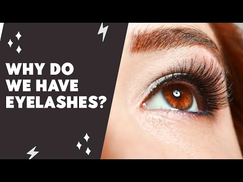 Why Do We Have Eyelashes? - What is the purpose of your Eyelash ? Science Count