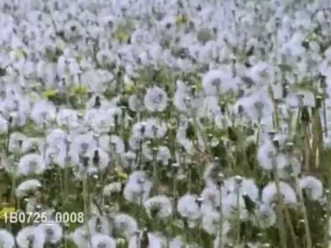 Tipos de dispersión de las semillas | Supertercero