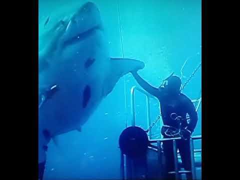 Video of Deep Blue the largest Great White Known! Tiger vs Great White Nat Geo #shorts #sharkweek