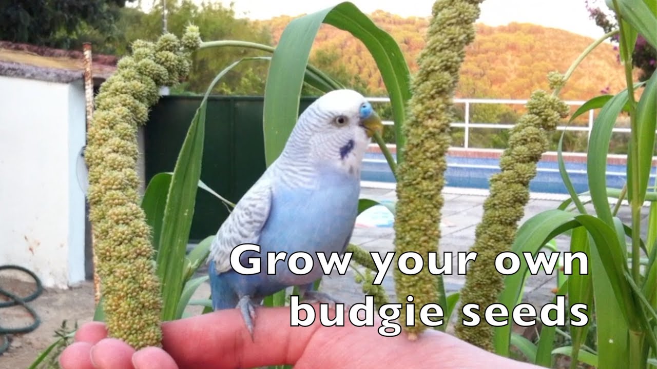 Grow your own budgie seeds