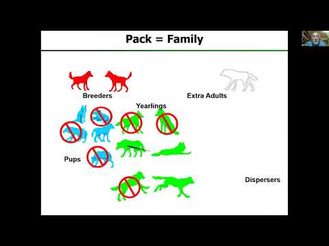 Wolves in the West