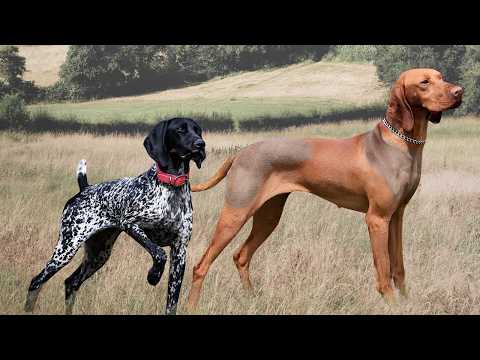 12 Types Of Pointer Dog Breeds