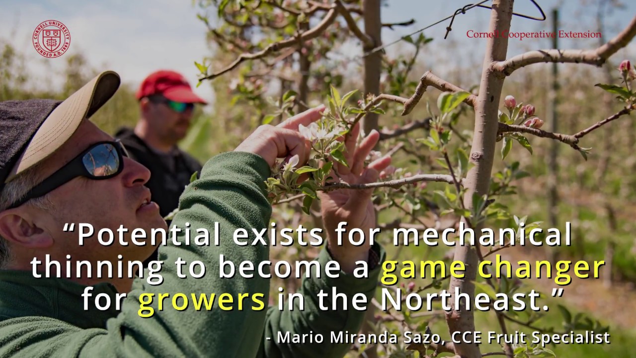 Cornell Cooperative Extension Mechanical Apple Blossom Thinning Trial