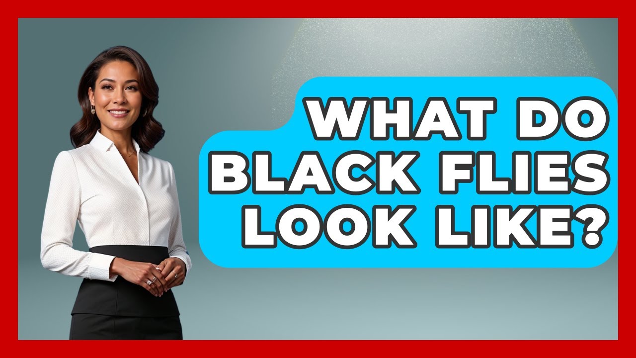 What Do Black Flies Look Like? - Insects and Invaders