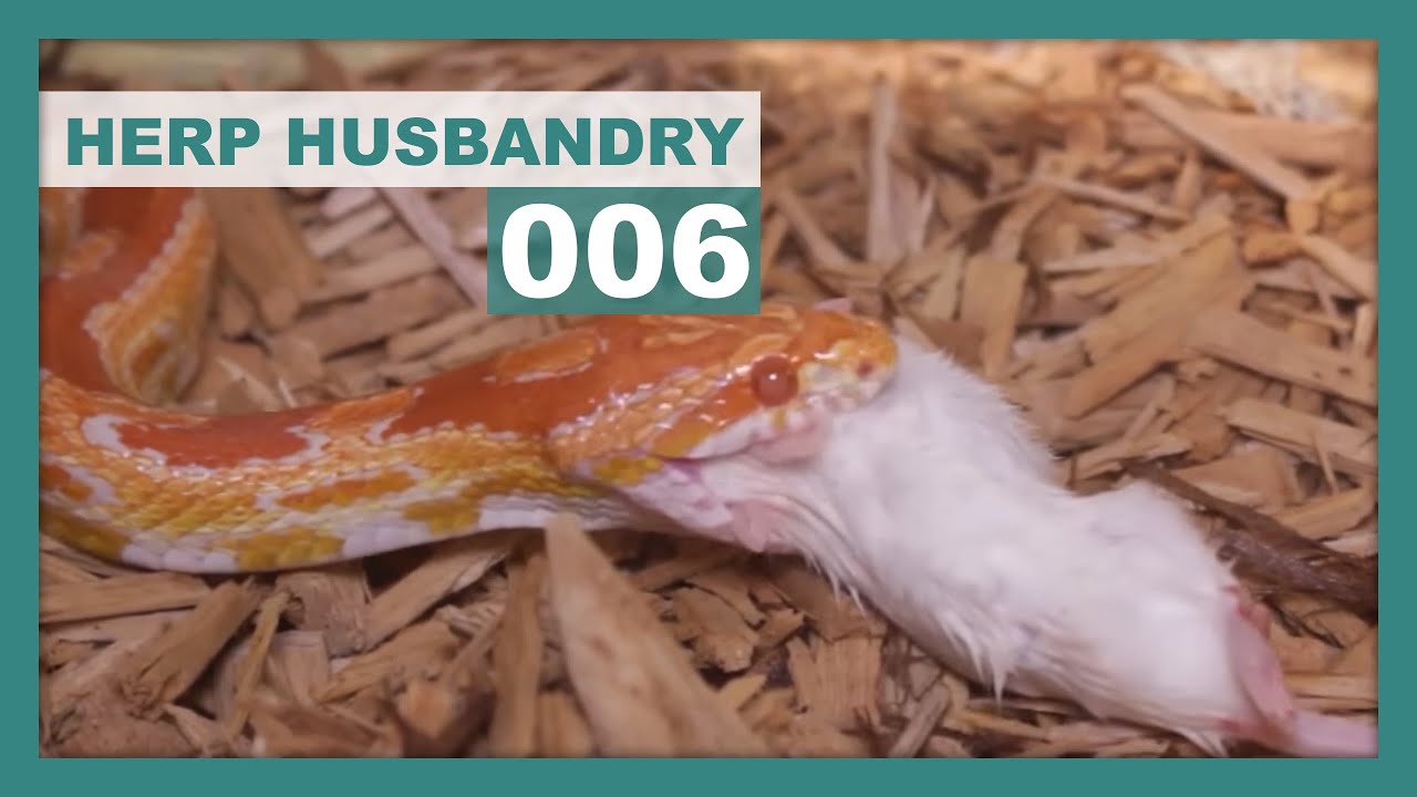 How to Thaw & Feed Frozen Mice to Snakes