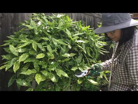 Aucuba Japonica, Gold Dust Plant - Prune to Tree Form - July 9, 2020