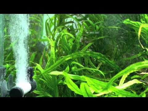 Green Leaf Aquariums Atomic CO2 Diffuser PartII – GLA Planted Tank Blog