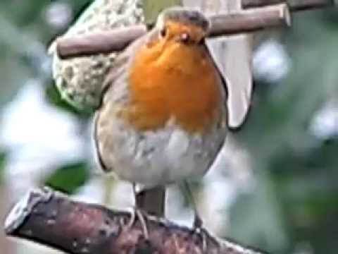 Robin song songs calls ♪♫ Robins fighting for territory ? Birds of Britain UK