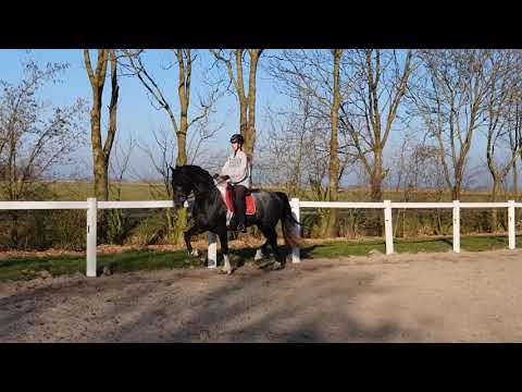 Topspeed Grandioos - Ricardo BP19 x Orlov - approved stallion