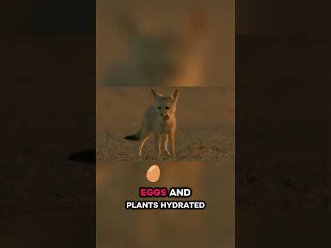 WHAT ARE FENNEC FOXES??