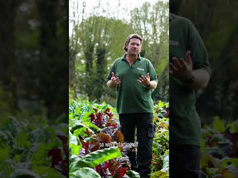 Grow Swiss Chard at Home: Year-Round Tips Revealed! | Country Living UK