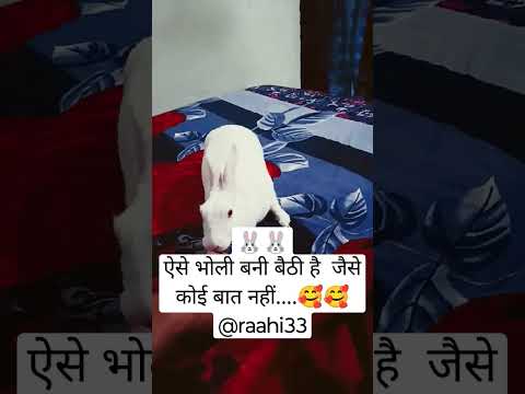 Rabbits name in different languages | #khargosh name | #short2023 🐇 #yt #loveanimals #funnyanimals
