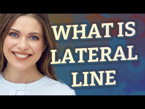 Lateral line | meaning of Lateral line