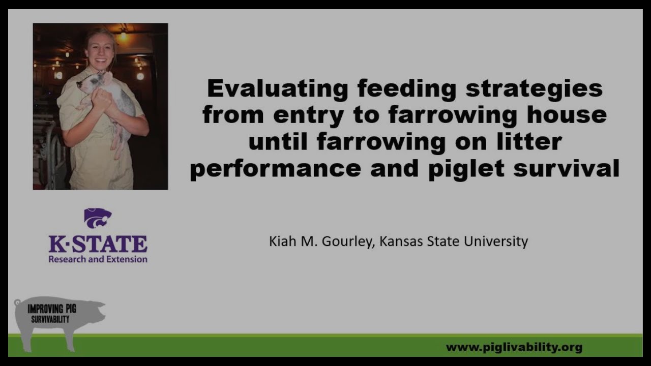 Evaluating Sow Feeding Strategies on Litter Performance and Piglet Survival