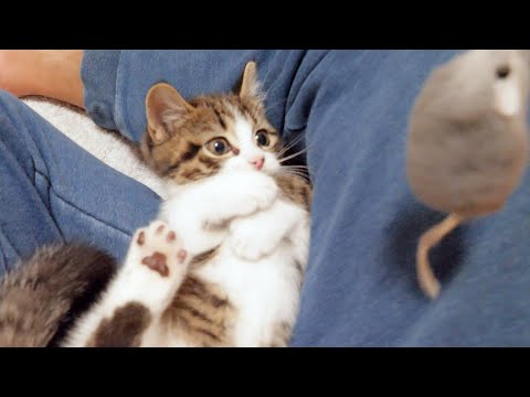 Kitten Loves Mouse on a String – Lee Duigon