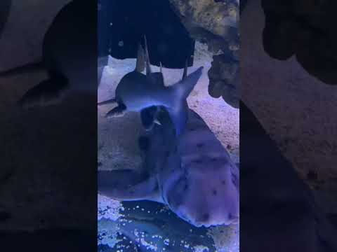 Catfish thinks he's a real shark