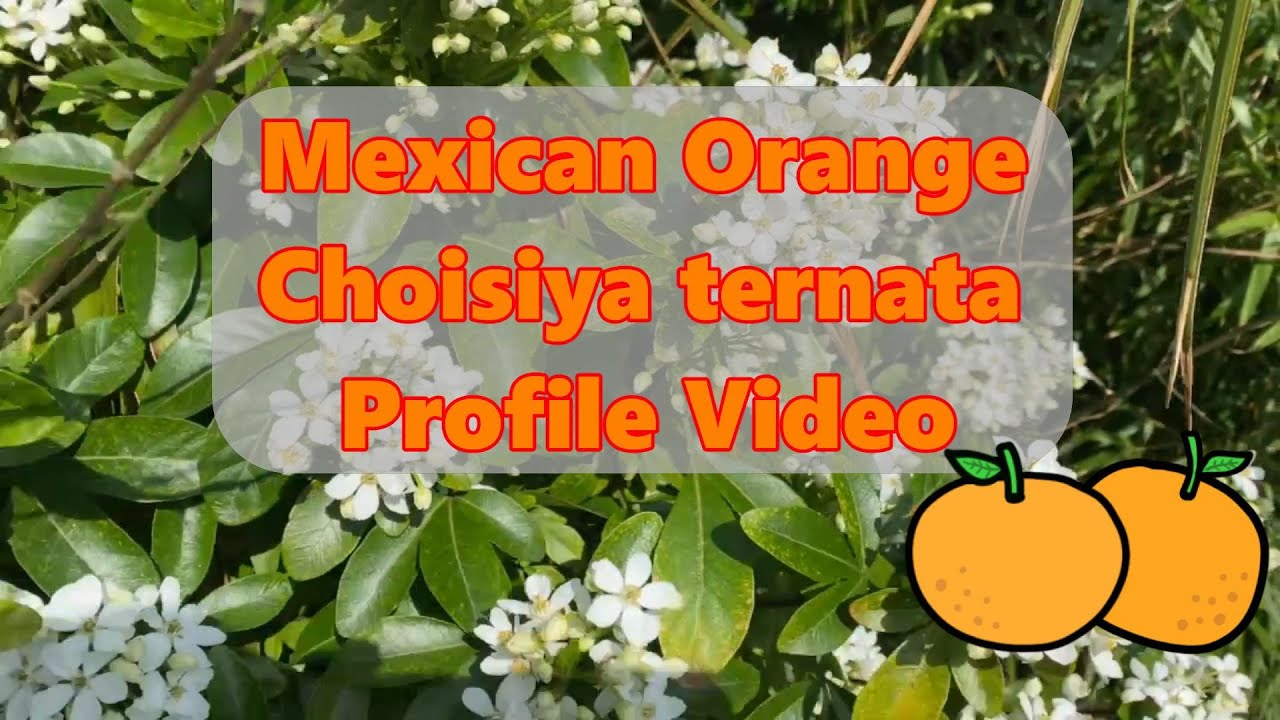 Growing Mexican Orange - Choisiya ternata