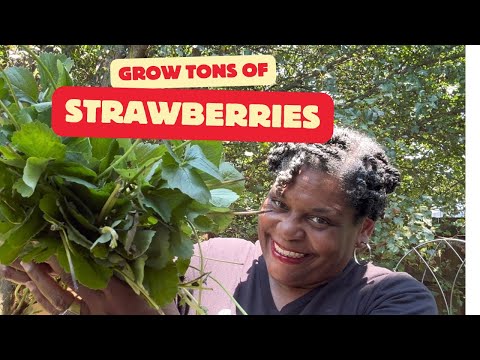 How to Grow TONS of Strawberries!