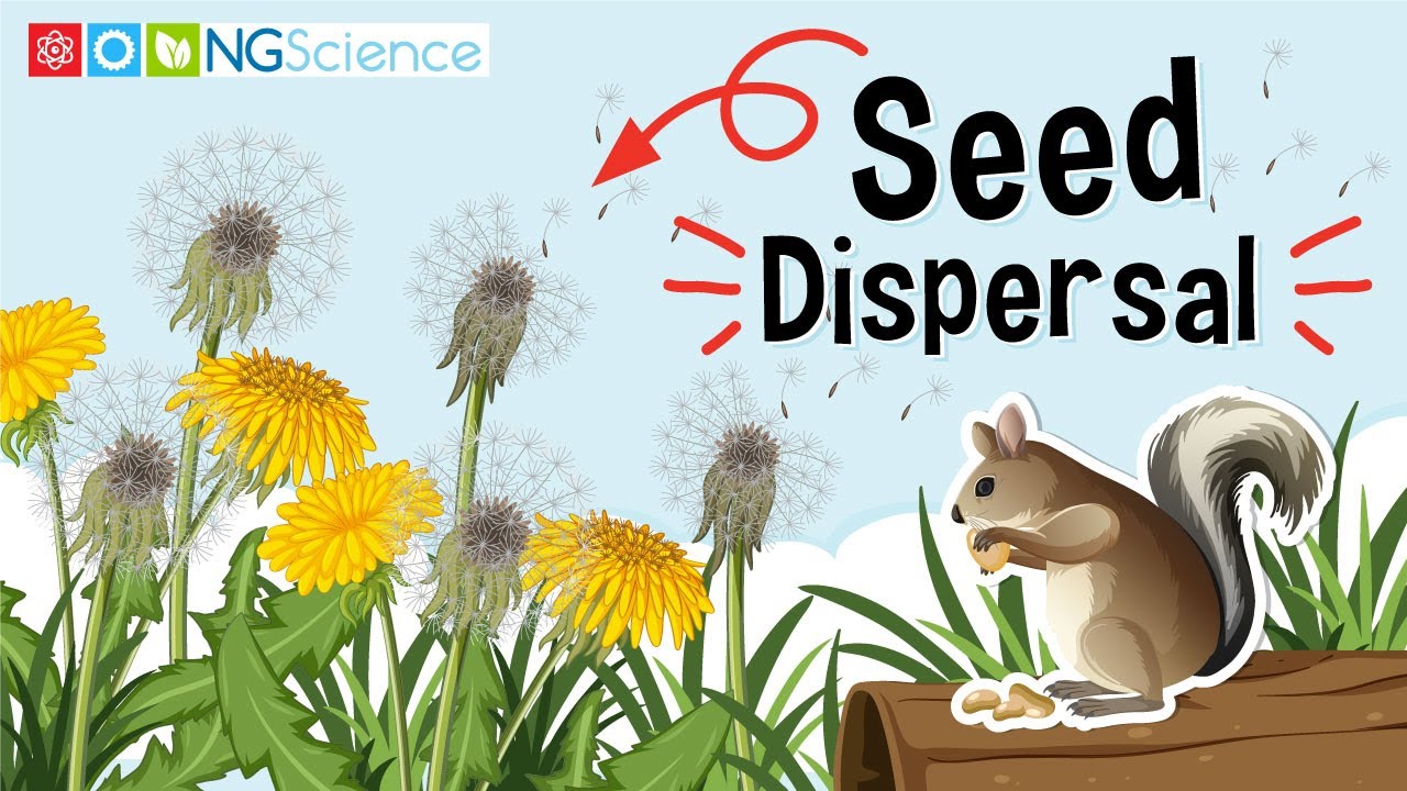 Seed Dispersal