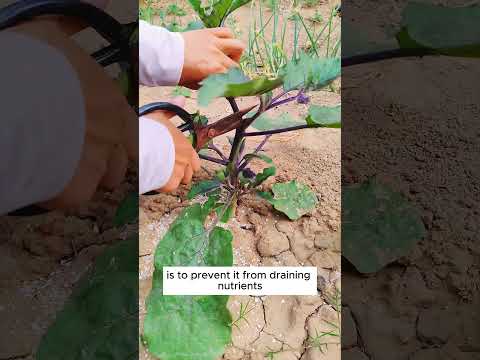 Tips to grow eggplants with high yield #shorts #plantingtips