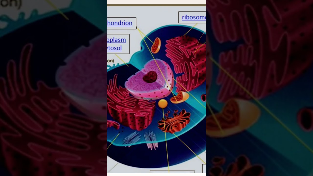 human cell#cell,definition,tipes#human cell structure royalty free vector images#youtube#viral#uk,70
