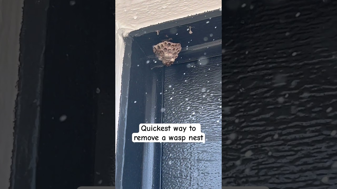 Get Rid of Wasp Nests Fast and Safely with This Method