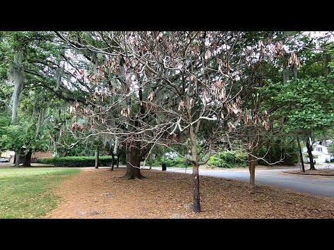 Tree Forensics - Dead Loquat (Eriobotrya japonica)