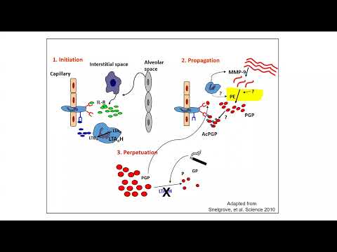 "The role of proteolytic extracellular vesicles and neutrophils in COPD disease pathogenesis"