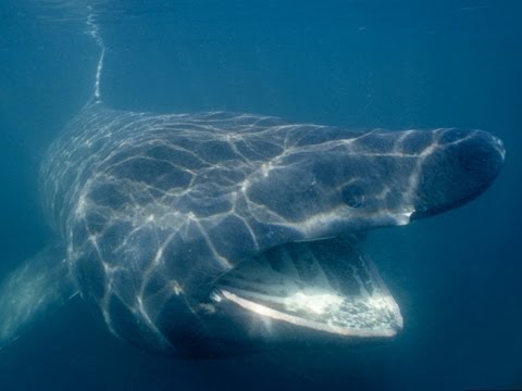 Irish basking shark news | Dear Kitty. Some blog