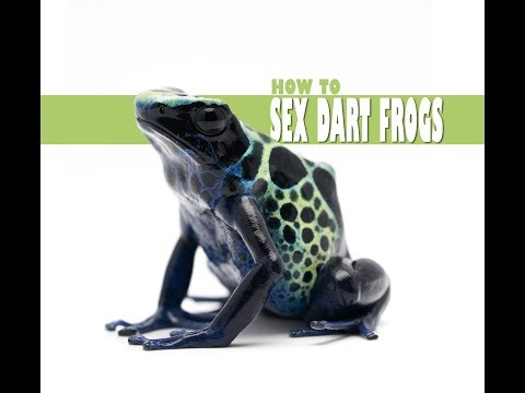 How to Sex Dendrobates Tinctorius