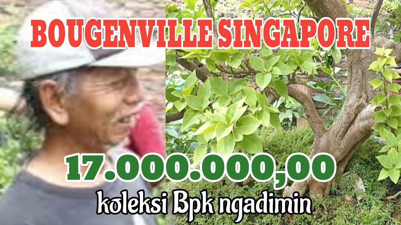 cek harga...!!! bonsai bougenville Singapore koleksi Bpk ngadimin  17.000.000,00#cekhargabonsai