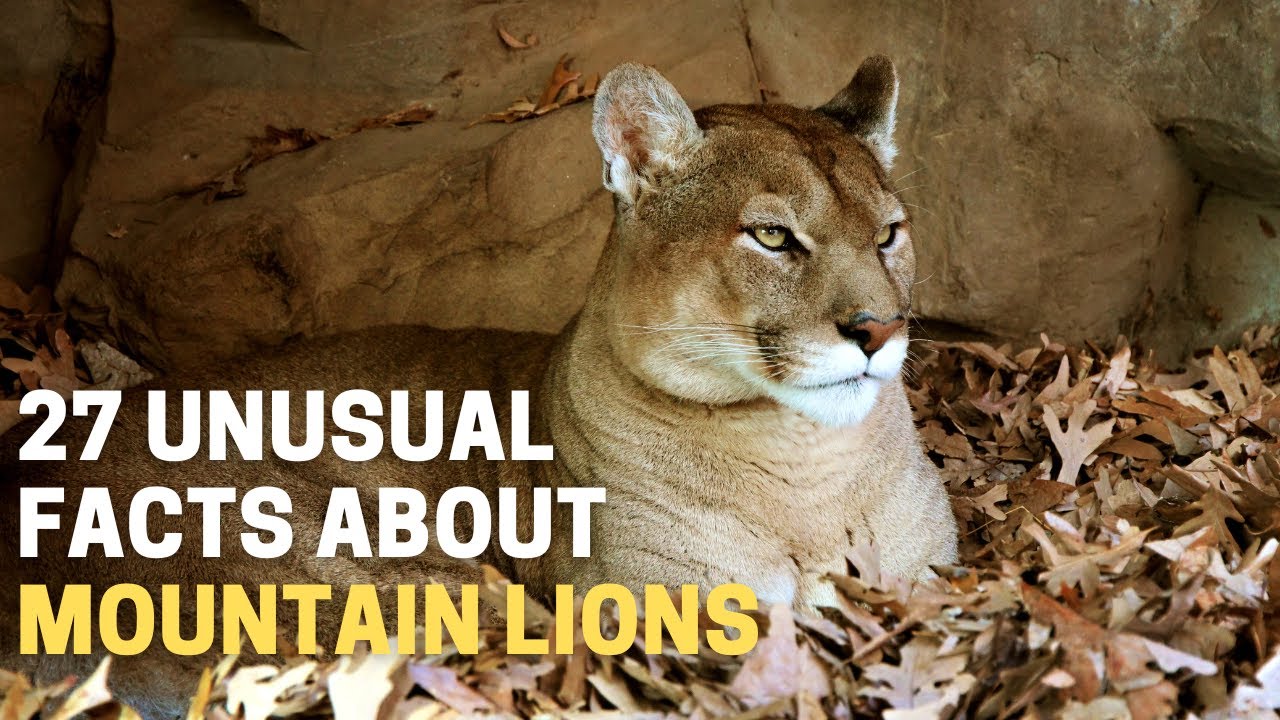 27 Unusual Facts about Mountain Lions