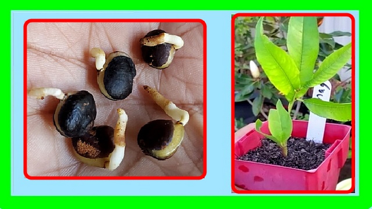 How to Grow Magnolia Tree from Seeds at Home | Magnolia Seed Collection & Germination