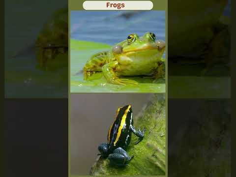 Frogs in a Flash: Quick Leap into the Amphibian's World